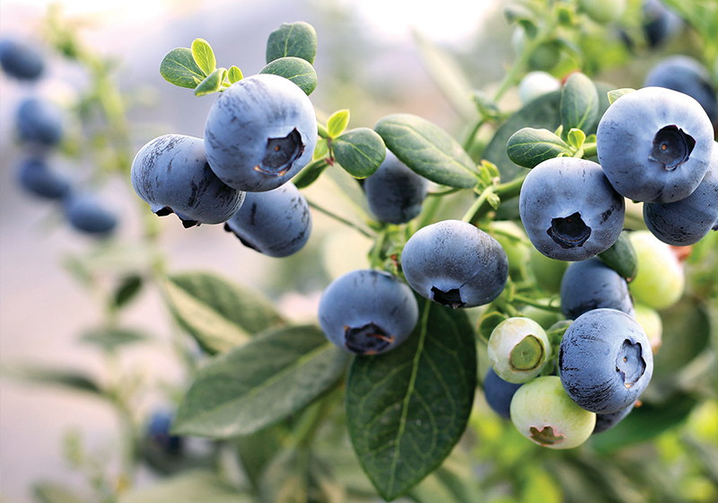 4. Una comprensión de su modelo de negocio, incluida la necesidad de ...