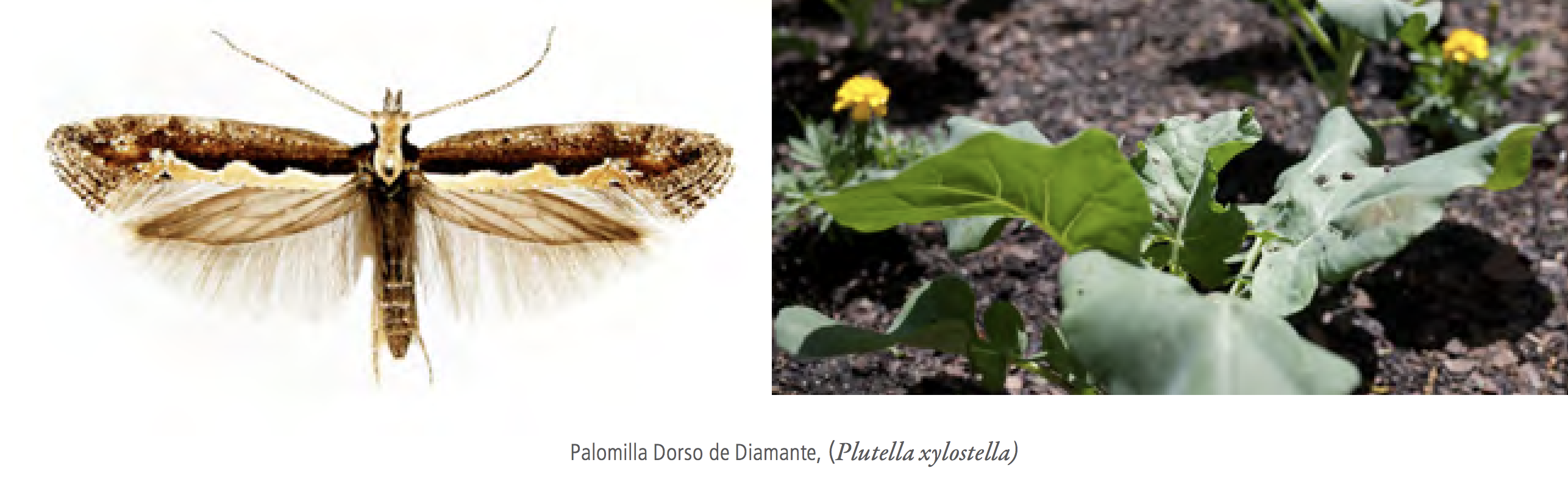 El estudio demuestra que el insecto transgénico presenta un ...