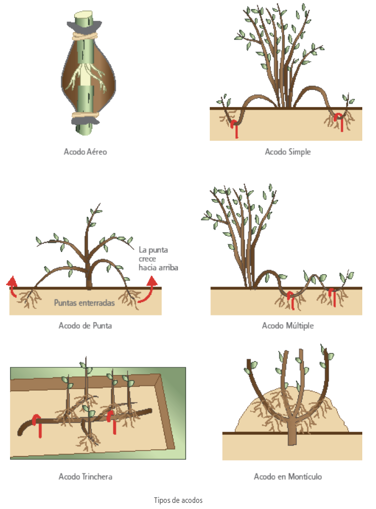 Propagación por Acodo